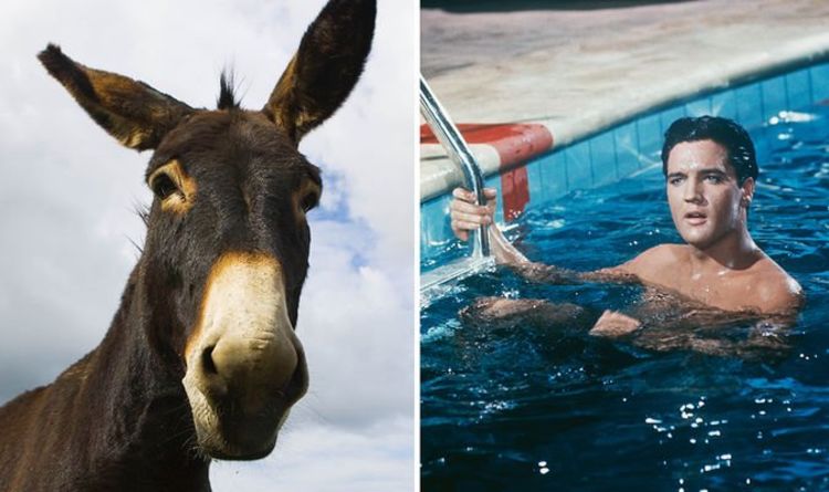 Elvis Presley: ‘The King kept donkeys in his Graceland swimming pool ...